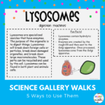 Middle School Science Lesson Ideas: Gallery Walk Edition