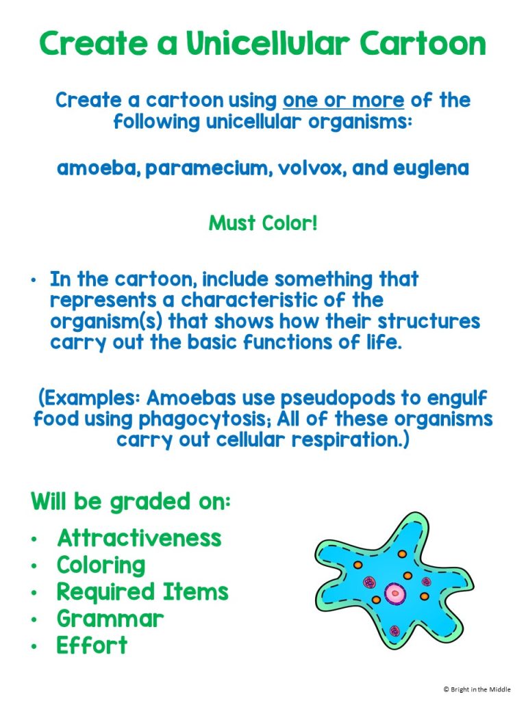 Unicellular Organisms Activity - Cartoon and CER