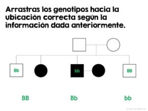 Genetics Unit Digital Interactive Lesson Bundle in ENGLISH AND SPANISH ...