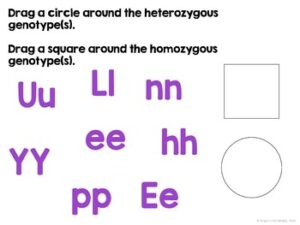 Genetics Unit Digital Interactive Lesson Bundle in ENGLISH AND SPANISH ...