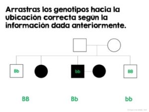 Genetics Unit Digital Interactive Lesson Bundle - TRANSLATED INTO ...