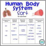 Human Body Systems Worksheet - Sorting Activity - Bright in the Middle