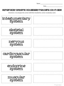Human Body Systems and Their Functions - Bright in the Middle