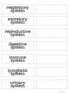 Human Body Systems and Their Functions - Bright in the Middle