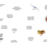 Infectious Diseases Sort - Bright in the Middle