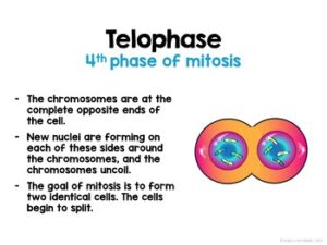 Mitosis and the Cell Cycle Lesson - Interactive - ENGLISH AND SPANISH ...