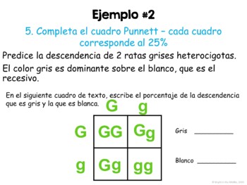 Punnett Squares Digital Interactive Lesson - English and Spanish ...