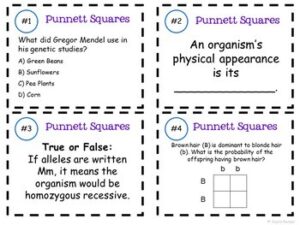 Punnett Square Practice - Bright in the Middle