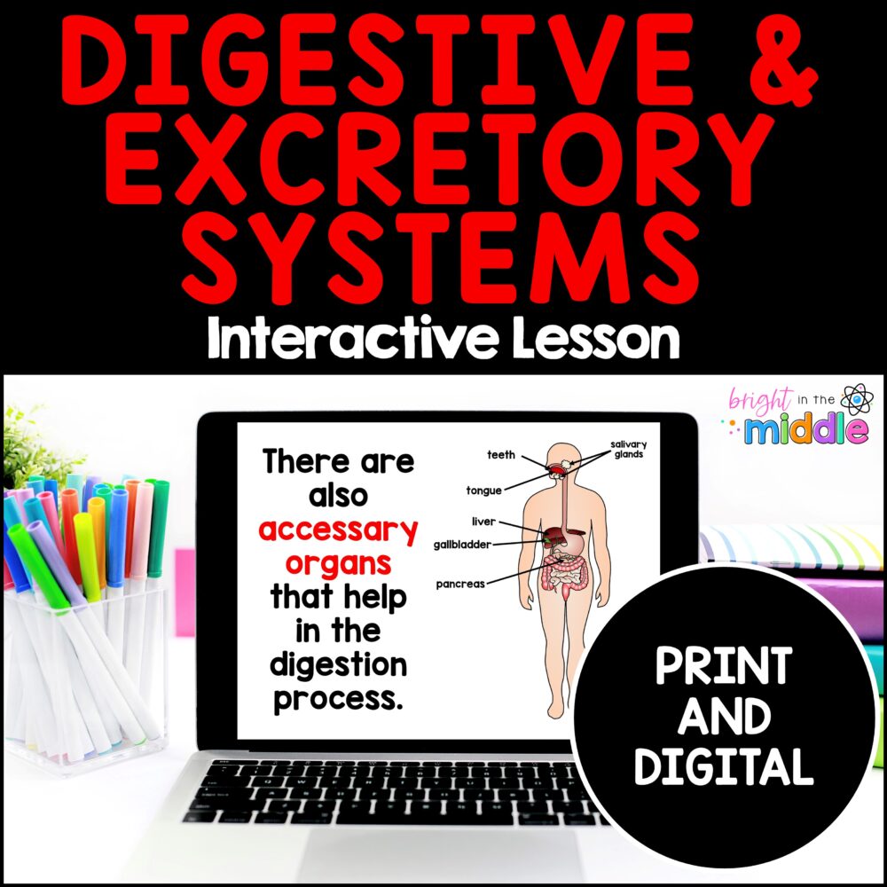 The Digestive and Excretory System Lesson - Bright in the Middle