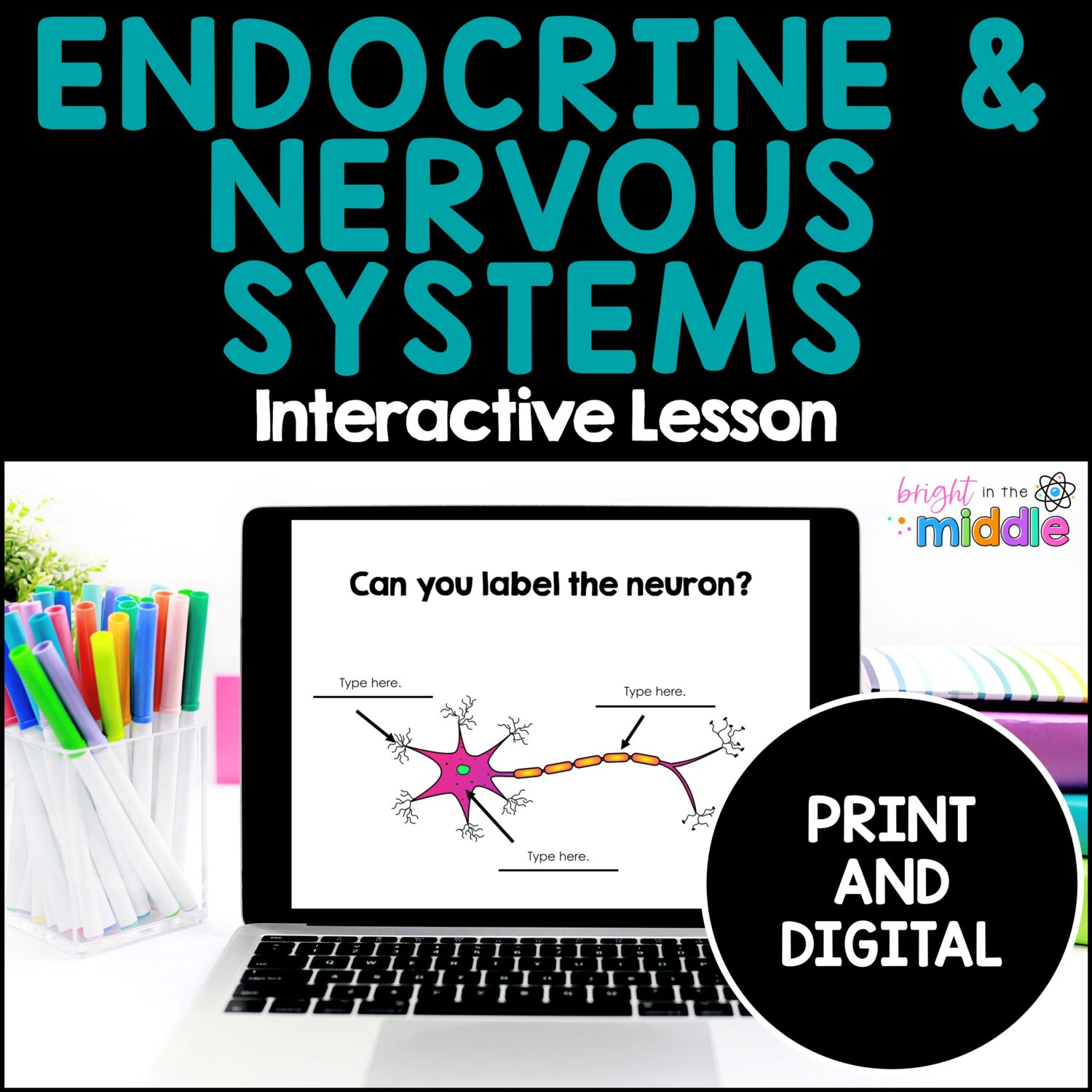 Endocrine System Lesson Middle School The Endocrine System And Glands
