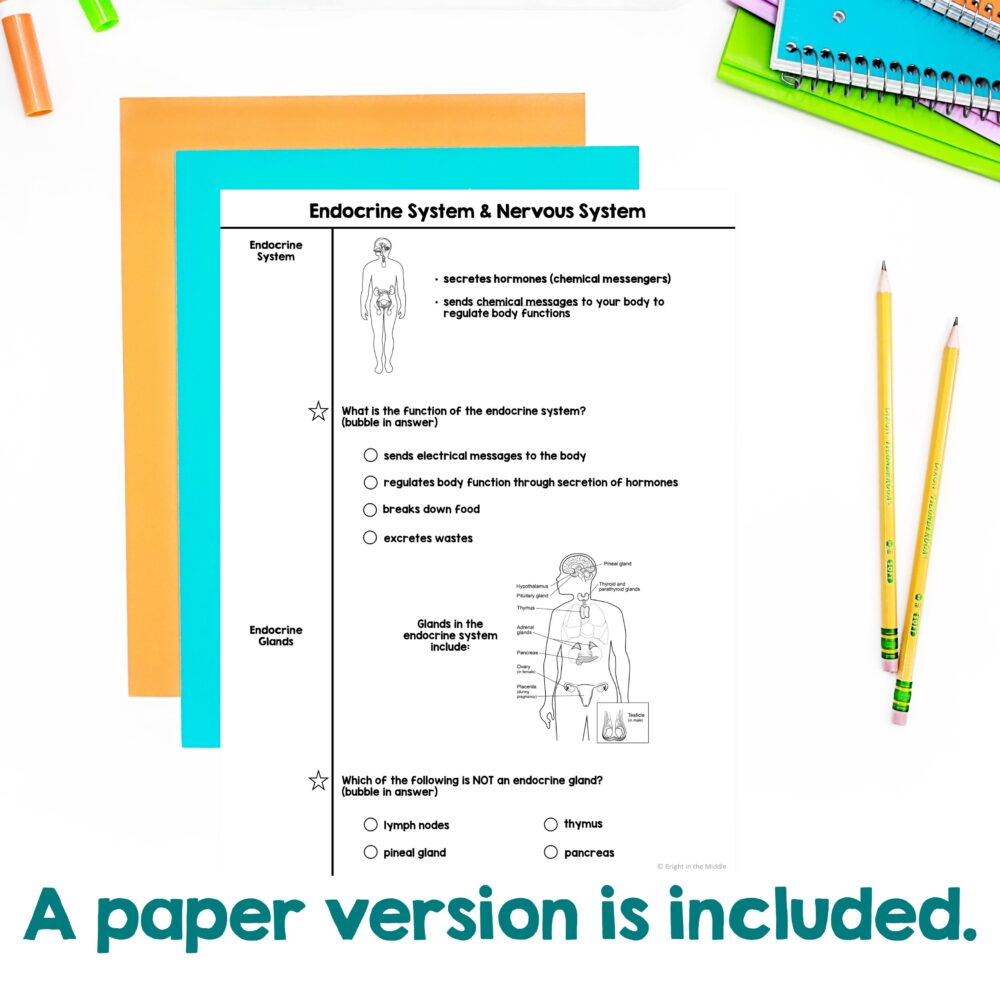 Endocrine System and the Nervous System Lesson - Bright in the Middle