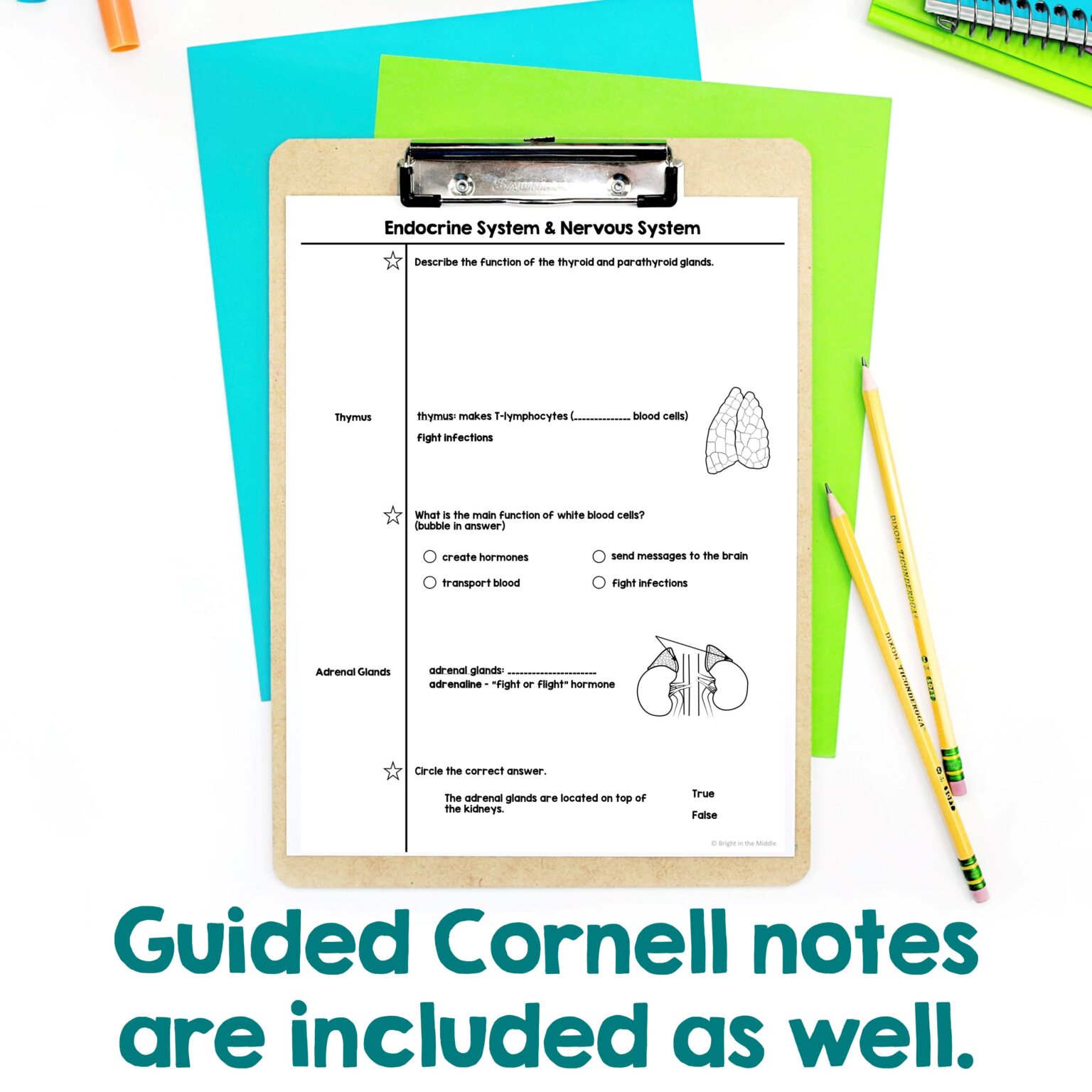 Endocrine System and the Nervous System Lesson - Bright in the Middle