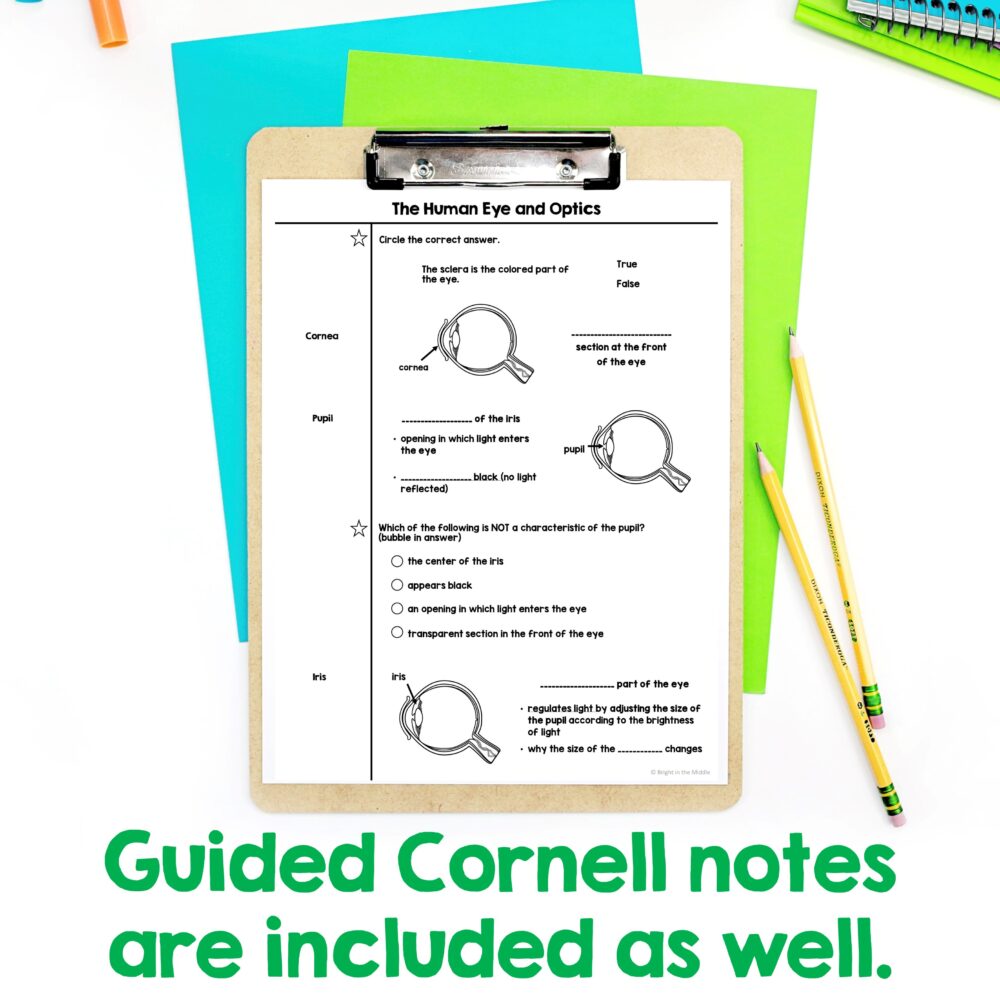 The Human Eye Lesson and Activity - Bright in the Middle