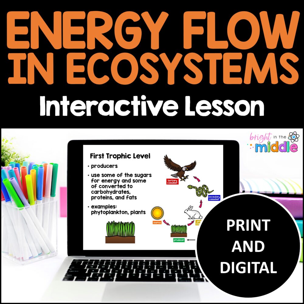 Flow of Energy in Ecosystems Lesson - Bright in the Middle