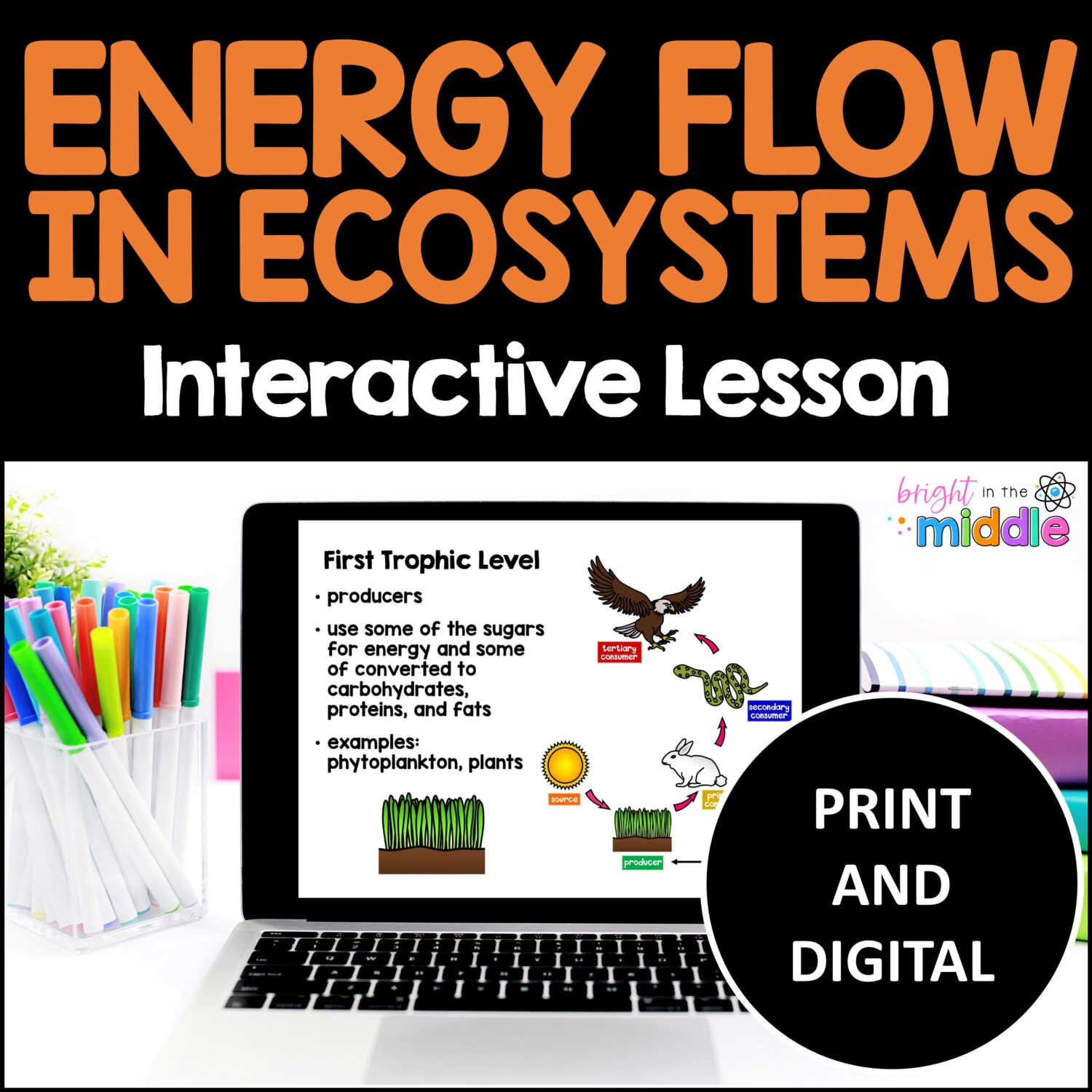 Flow of Energy in Ecosystems Lesson - Bright in the Middle