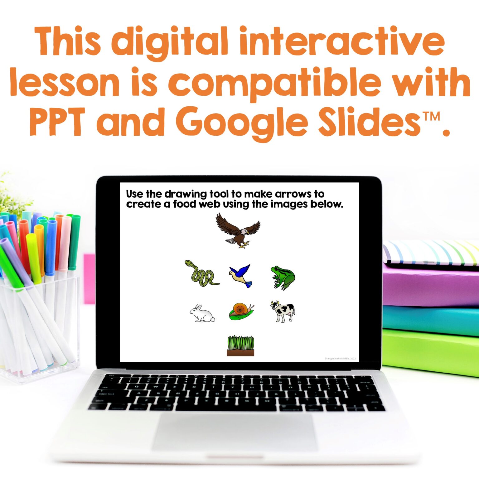Flow of Energy in Ecosystems Lesson - Bright in the Middle
