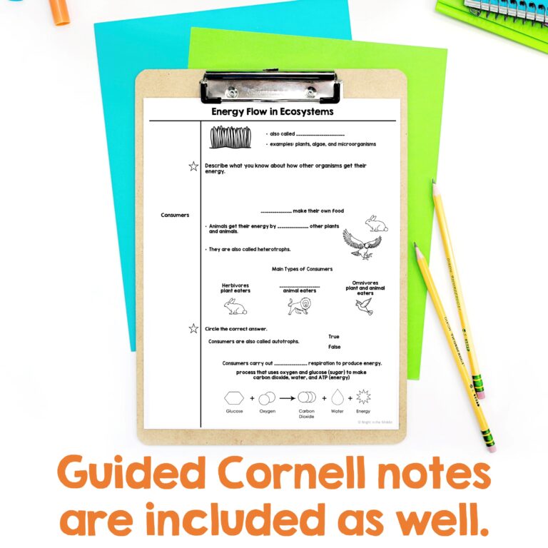 Flow of Energy in Ecosystems Lesson - Bright in the Middle