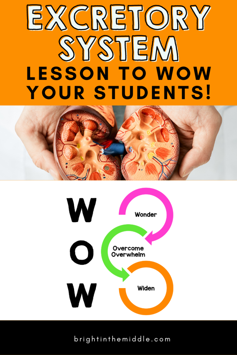 What Excretory System Activity Will You Choose? – 7 WOW Activities for ...