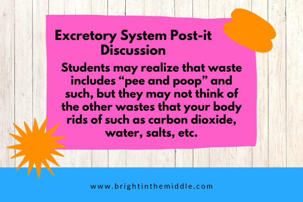 What Excretory System Activity Will You Choose? – 7 WOW Activities for ...