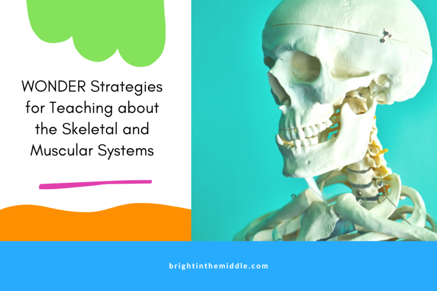 5 Skeletal and Muscular System Activities to Bring the WOW Factor ...