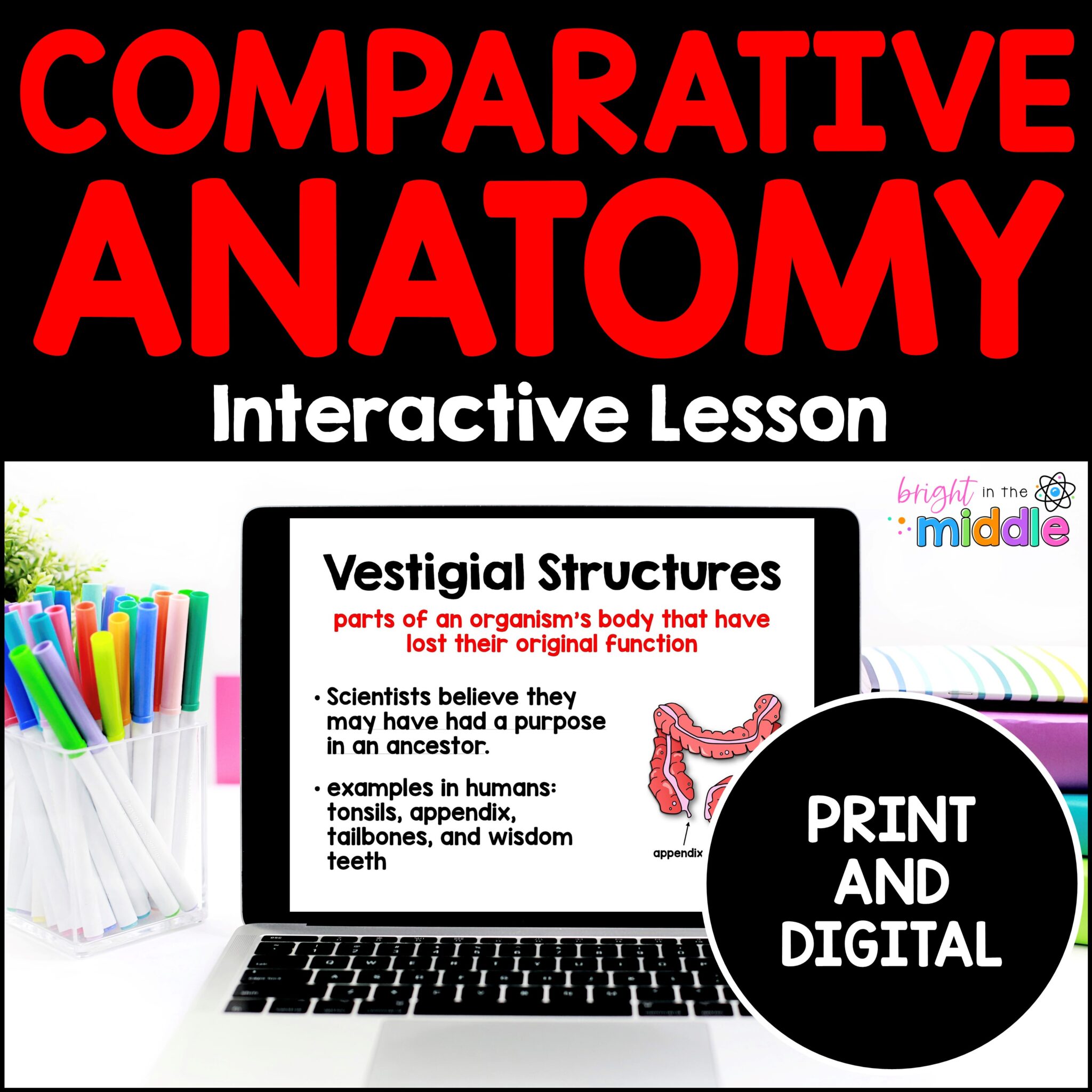 Comparative Anatomy Interactive Lesson - Bright in the Middle
