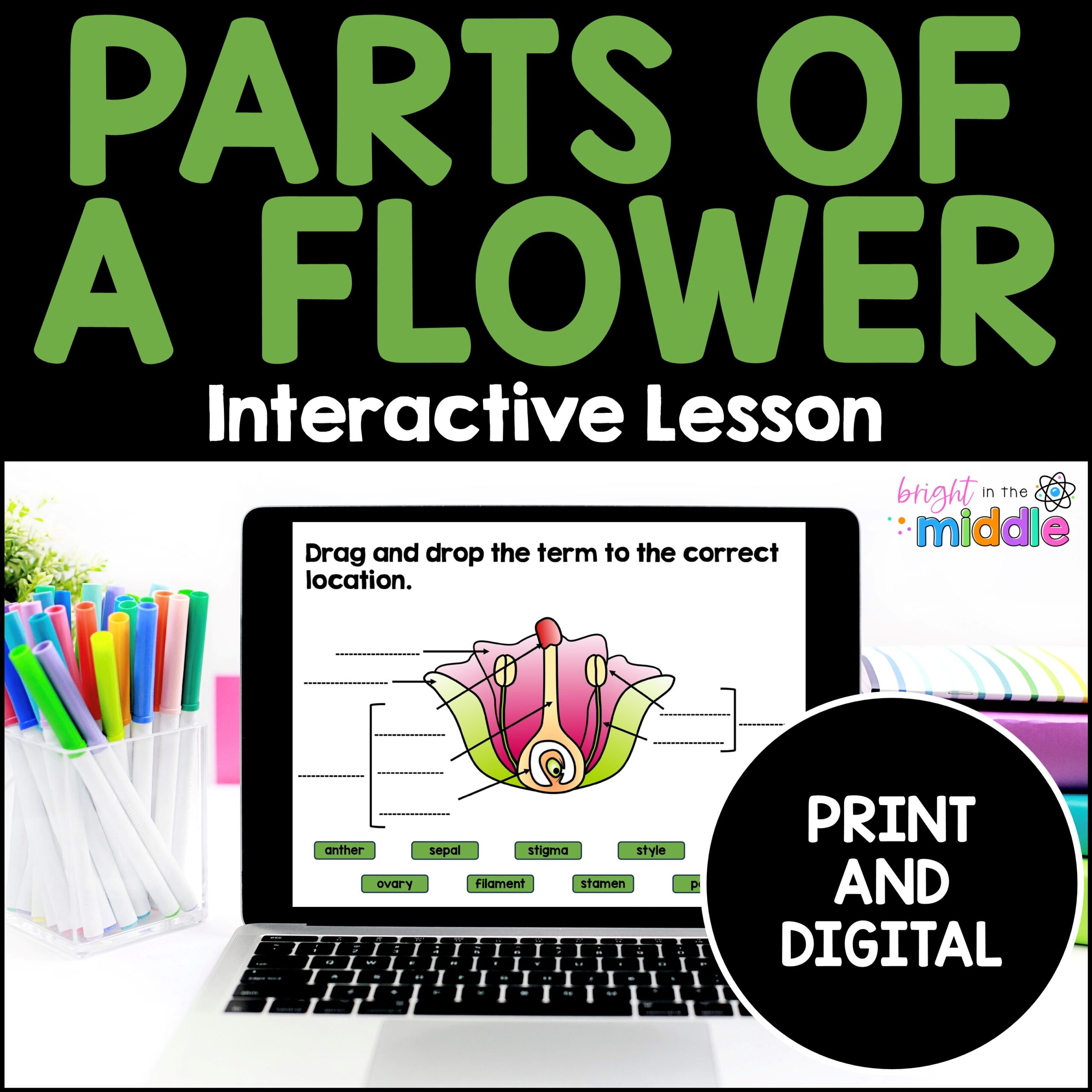 Flower Structures Interactive Lesson - Bright in the Middle