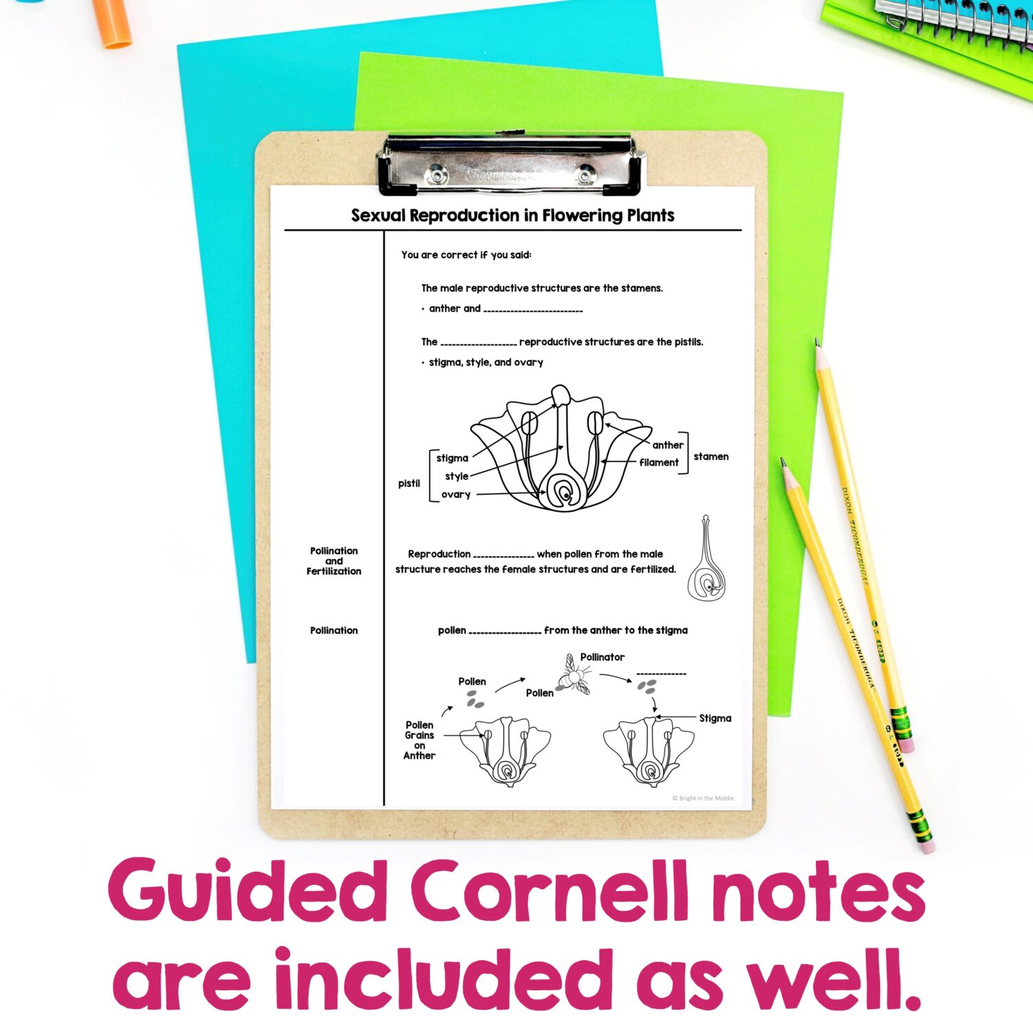 Sexual Reproduction in Flowering Plants - Bright in the Middle
