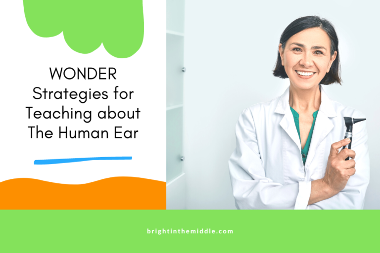 7 Fun WOW Factor Ideas for the Human Ear Parts and Sound Waves