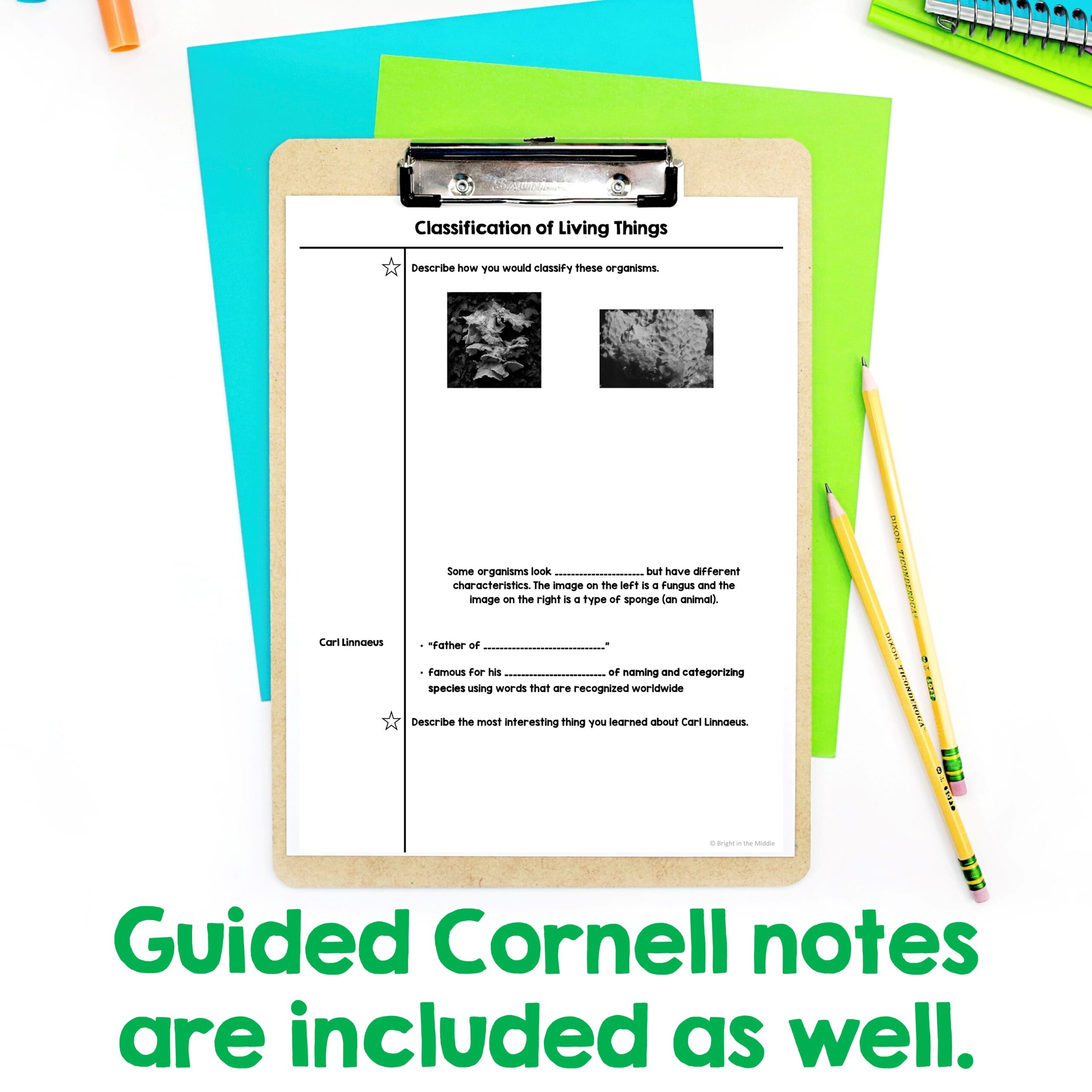 Classification of Living Things By Level Lesson - Bright in the Middle