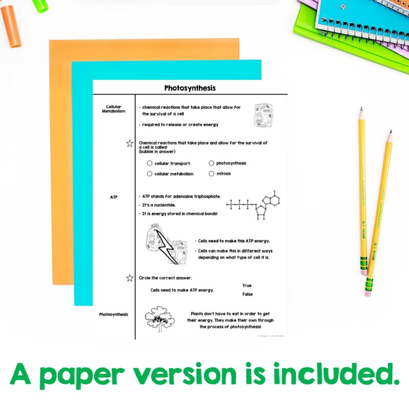 Photosynthesis Lesson - Bright in the Middle