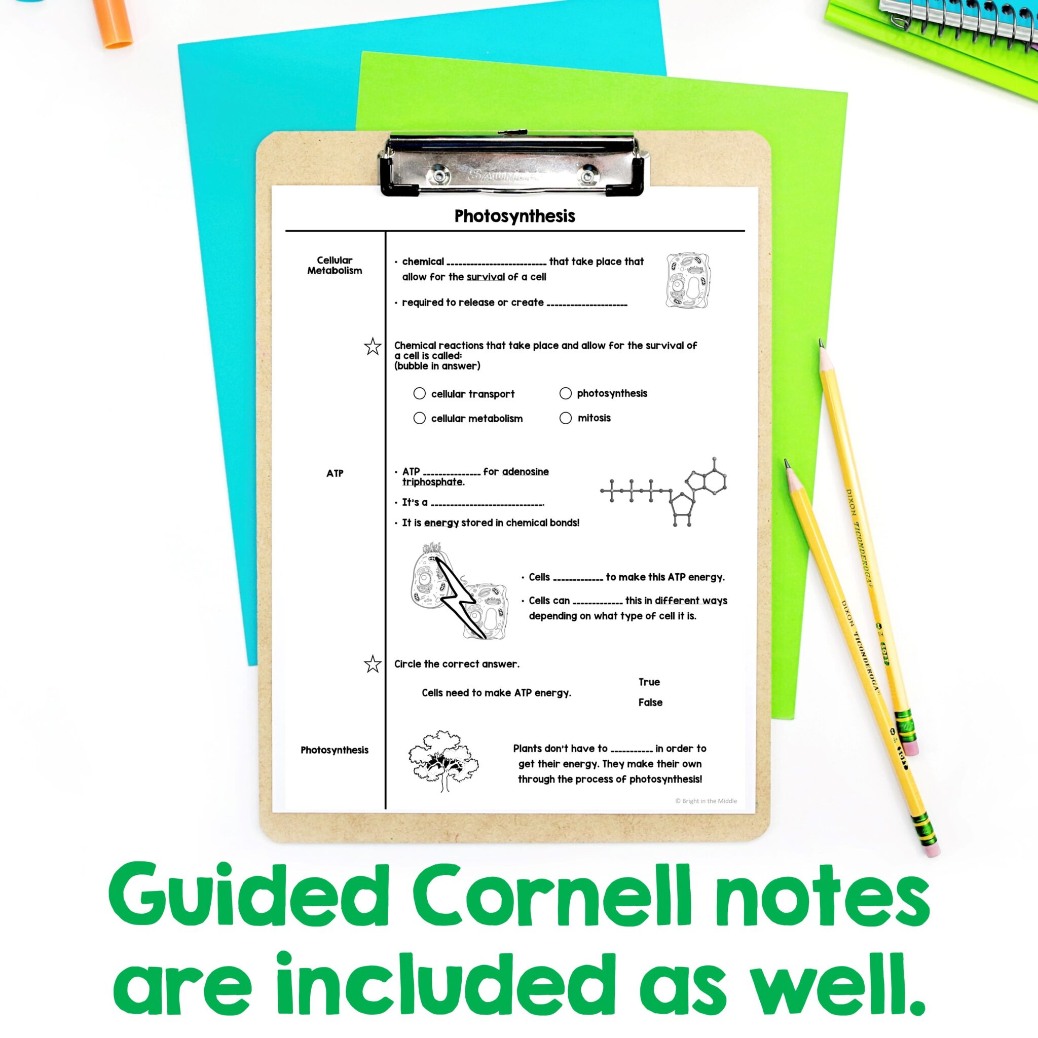 Photosynthesis Lesson - Bright in the Middle