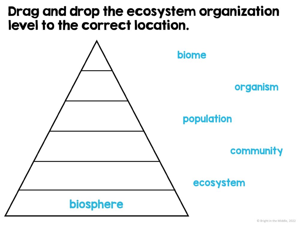 Ecosystems Lesson Bundle - Bright in the Middle