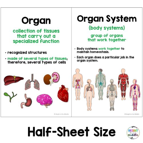 Human Body Systems Anchor Charts - Bright in the Middle