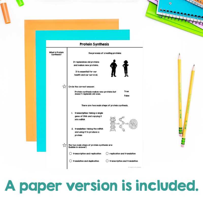Protein Synthesis Lesson - Interactive - Bright in the Middle