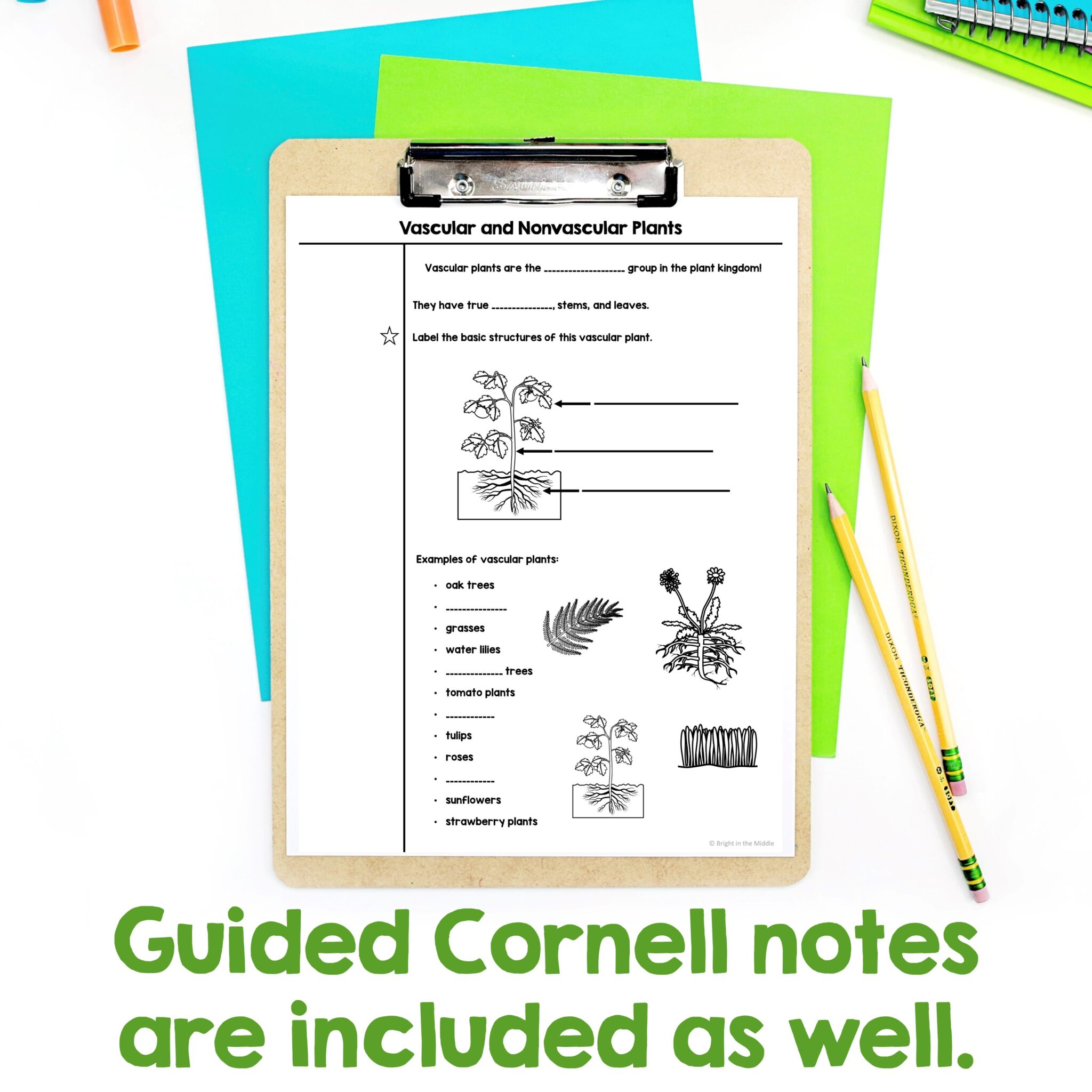 Nonvascular and Vascular Plants Interactive Lesson - Bright in the Middle