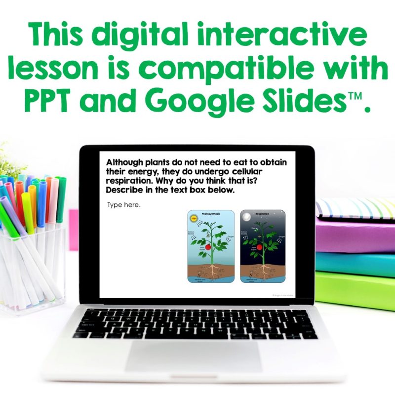 Plant Processes Lesson - Photosynthesis, Respiration, and Transpiration ...