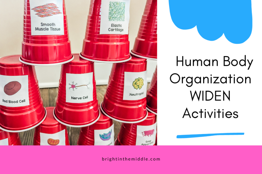 Levels of Organization of the Human Body – Awesome WOW Factor Lesson