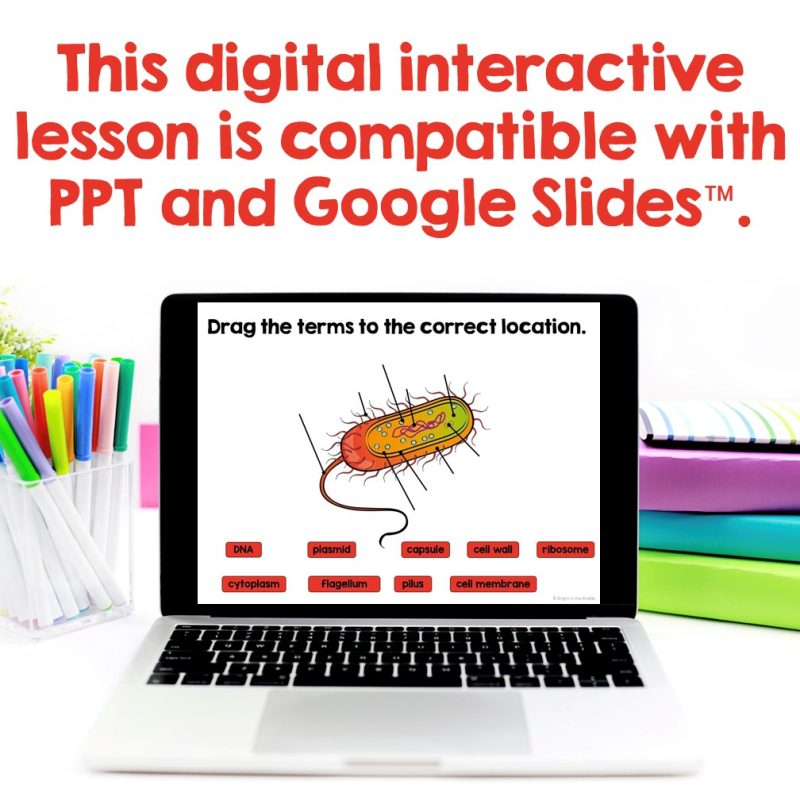 Bacterial Cell Lesson - Interactive - Bright in the Middle