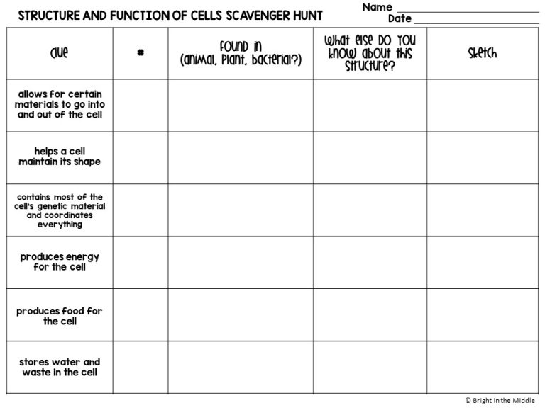 Cell Structure and Function Activity - Scavenger Hunt - Bright in the ...