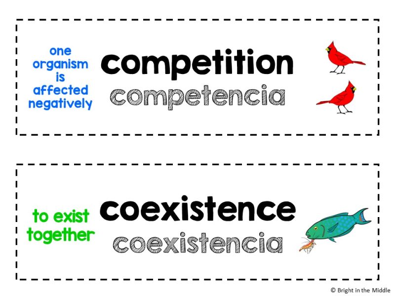 8th Grade Science ENGLISH and SPANISH Word Wall - Bright in the Middle
